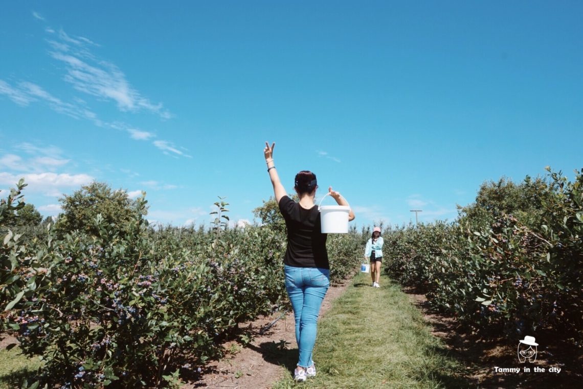 It’s blueberry season