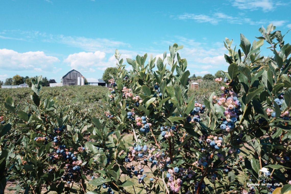 It’s blueberry season