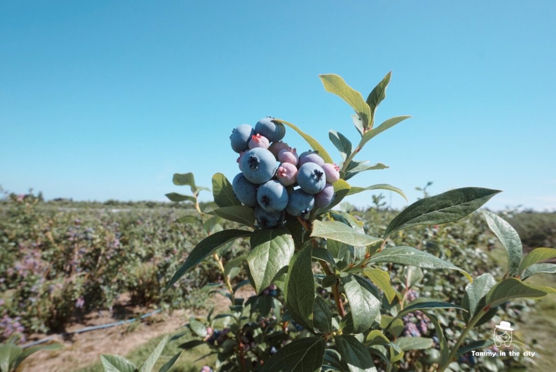 It’s blueberry season